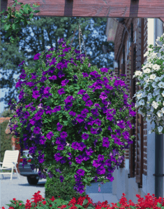 SURFINIA® Blue | The No.1 Petunia brand, colors your city