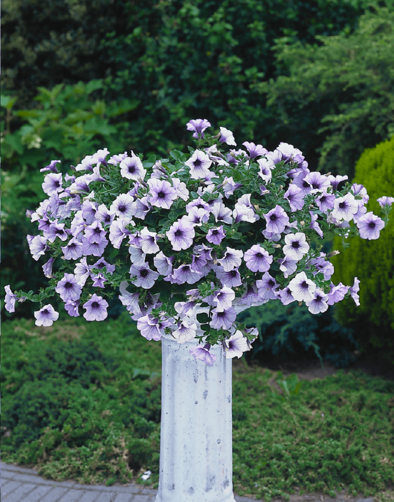 SURFINIA® Blue Vein | The No.1 Petunia brand, colors your city