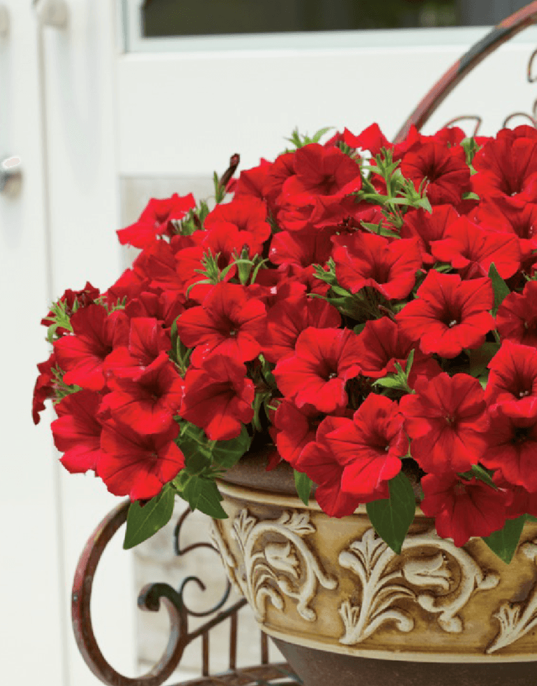 SURFINIA® Deep Red | The No.1 Petunia brand, colors your city