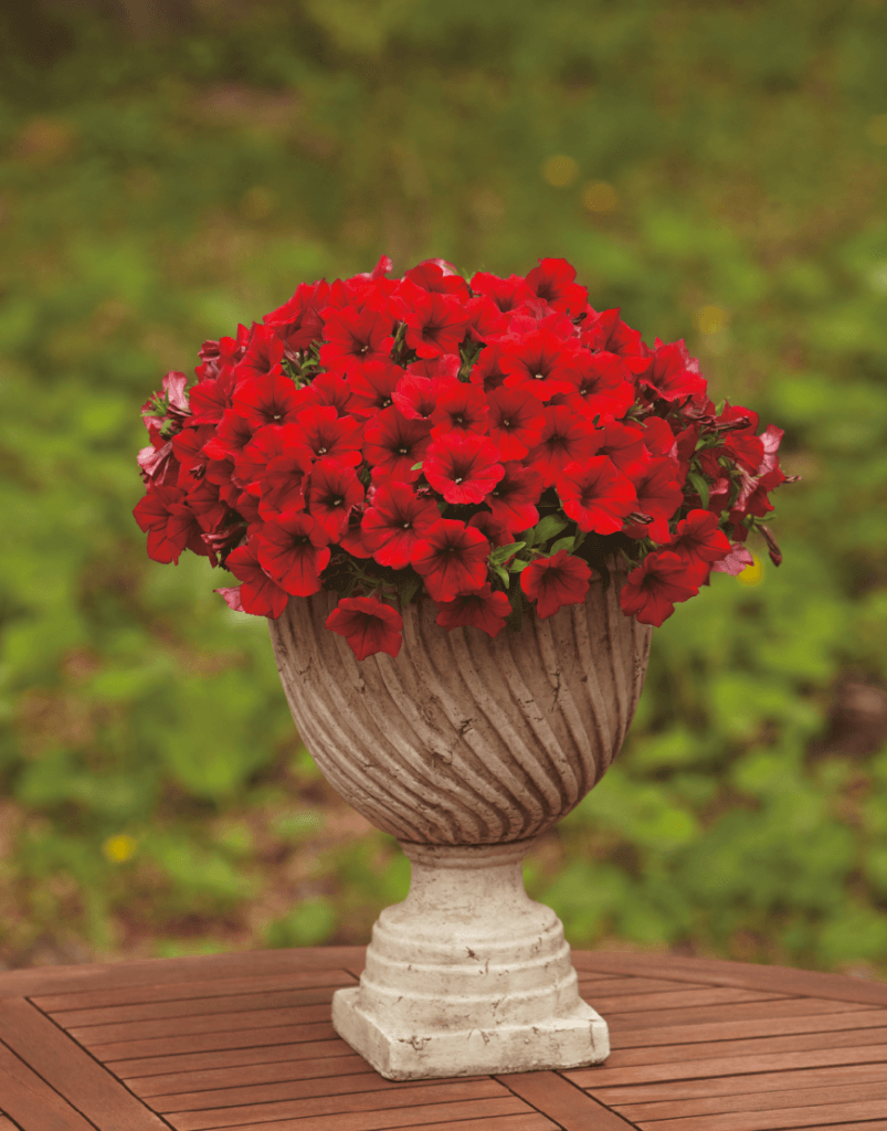 SURFINIA® Deep Red | The No.1 Petunia brand, colors your city