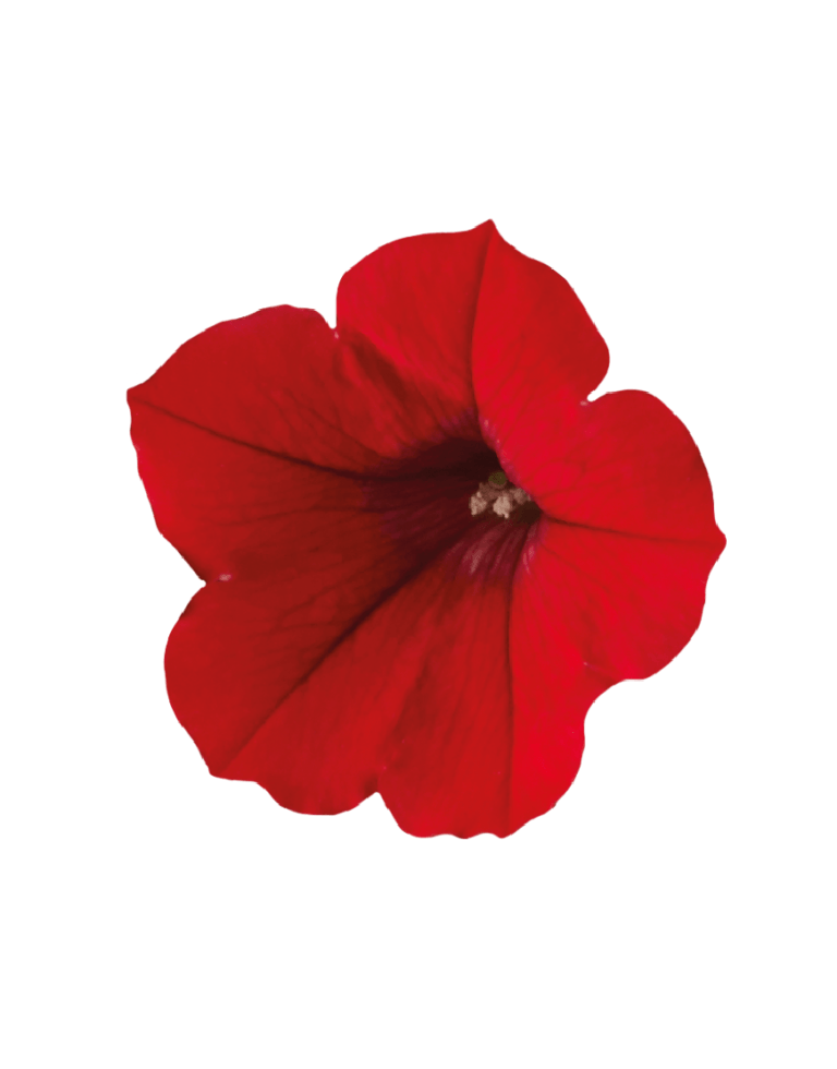 SURFINIA® Deep Red | The No.1 Petunia brand, colors your city