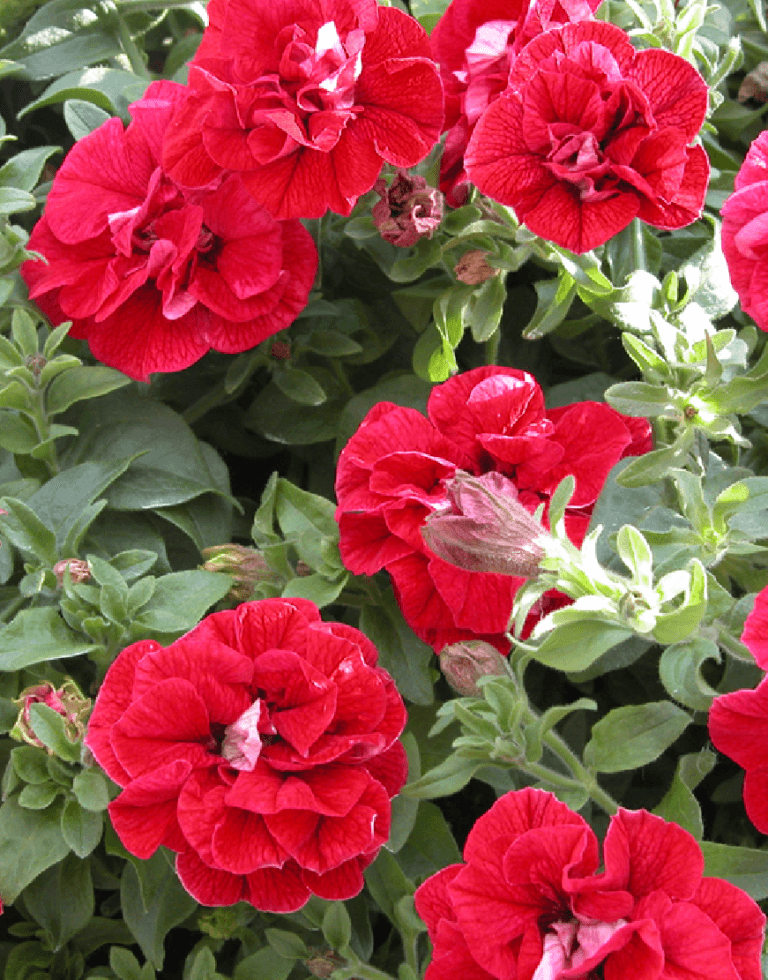 SURFINIA® Double Red | The No.1 Petunia brand, colors your city