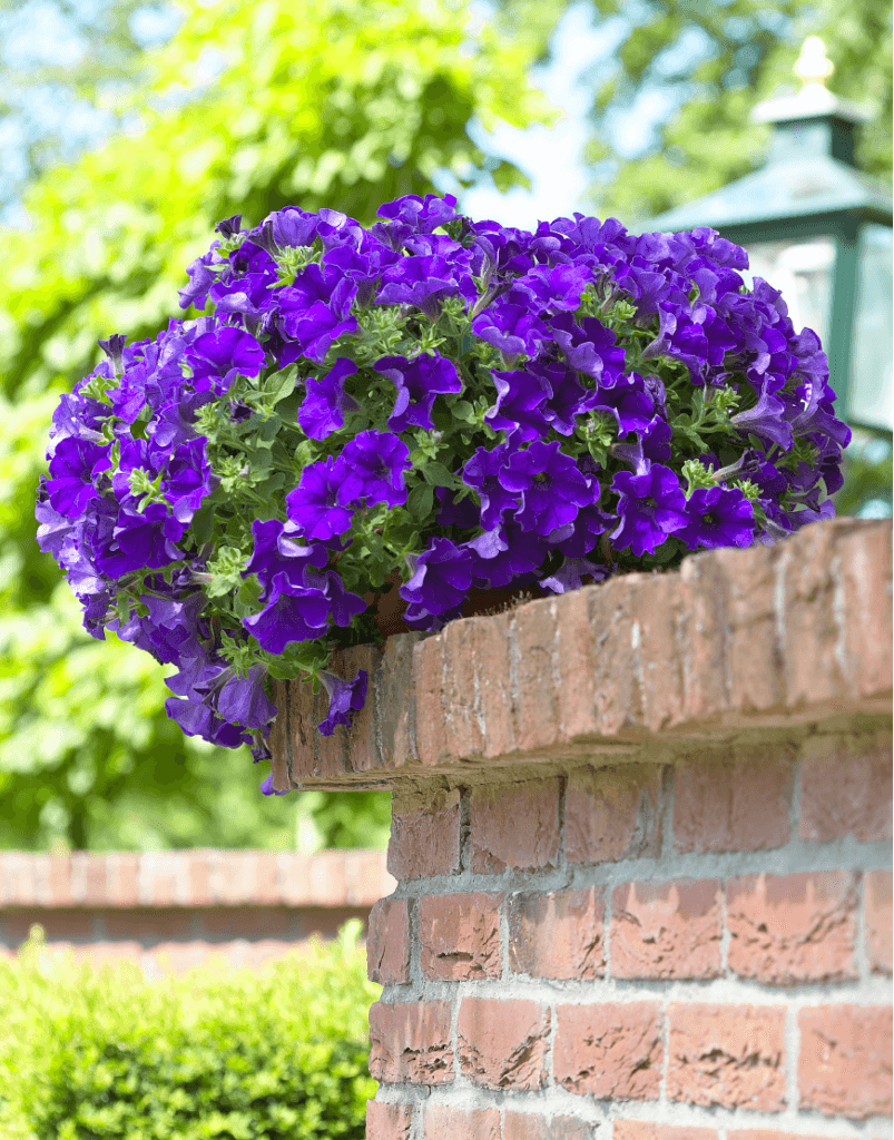 SURFINIA® Giant Blue | The No.1 Petunia brand, colors your city