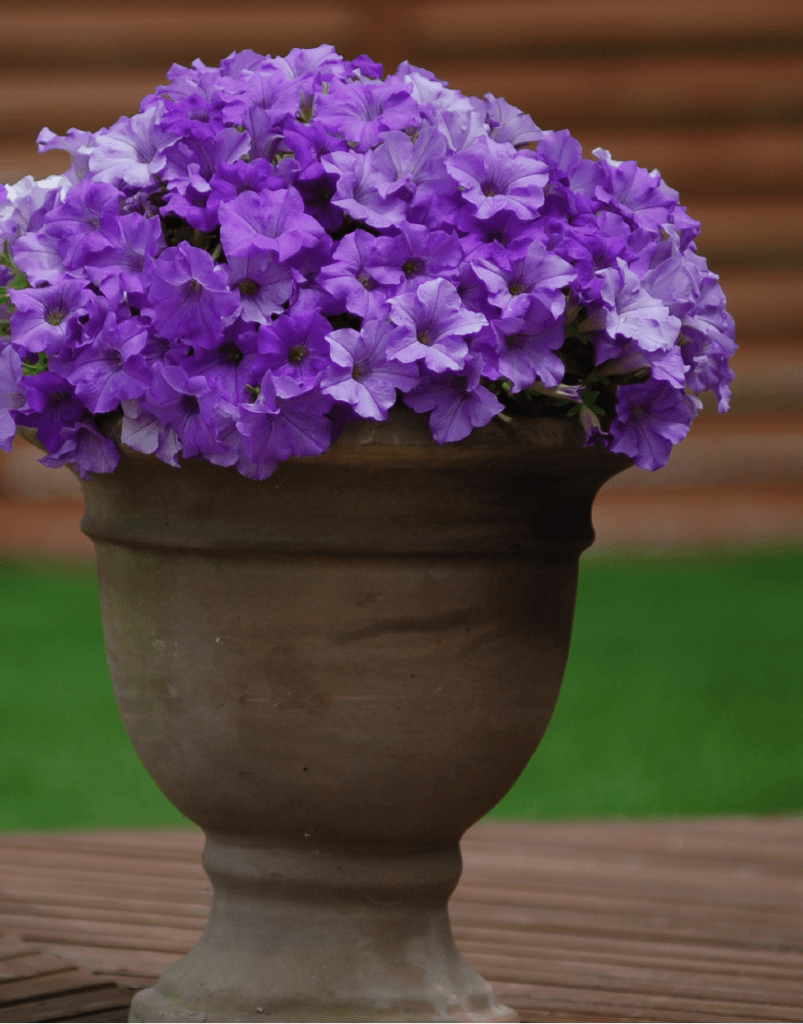 SURFINIA® Heavenly Blue | The No.1 Petunia brand, colors your city