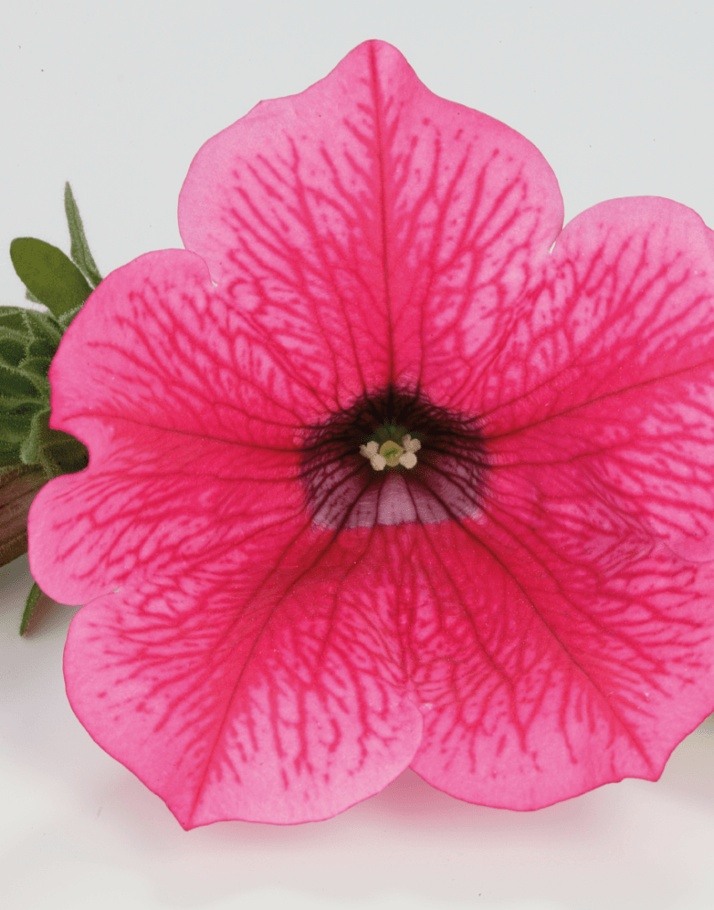 SURFINIA® Hot Pink | The No.1 Petunia brand, colors your city