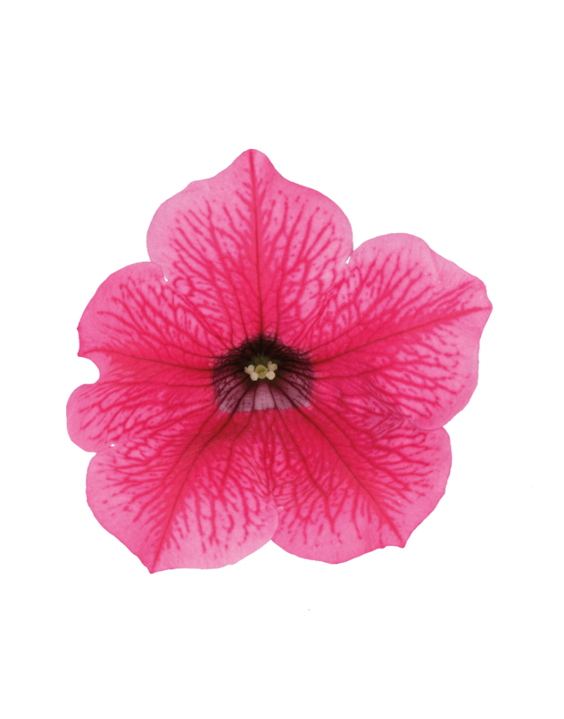 SURFINIA® Hot Pink | The No.1 Petunia brand, colors your city
