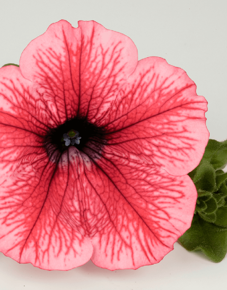 SURFINIA® Hot Red | The No.1 Petunia brand, colors your city