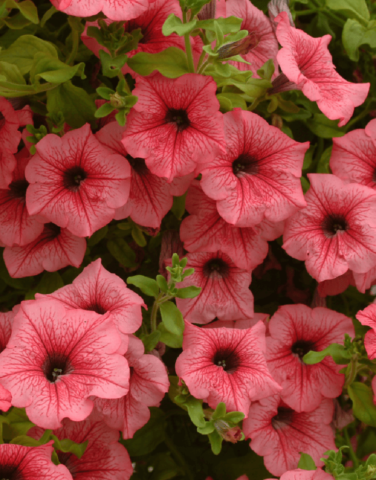 SURFINIA® Hot Red | The No.1 Petunia brand, colors your city
