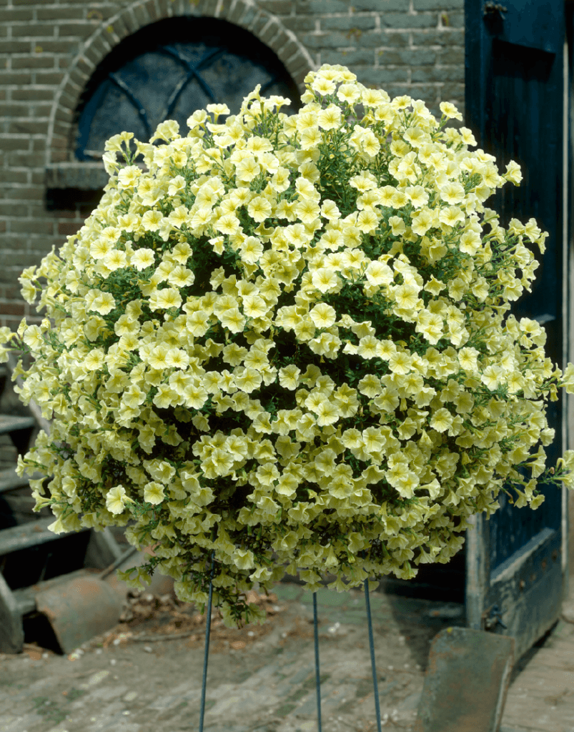 SURFINIA® Impulz Yellow | The No.1 Petunia brand, colors your city