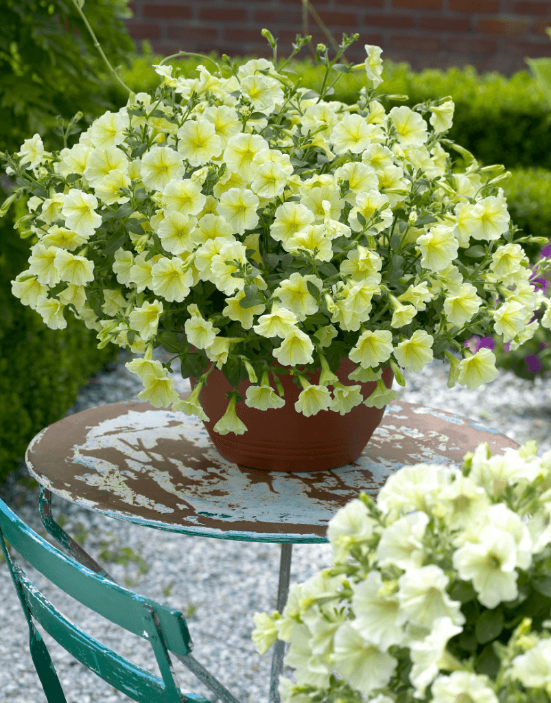 SURFINIA® Impulz Yellow | The No.1 Petunia brand, colors your city