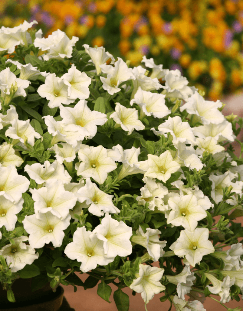 SURFINIA® Lime | The No.1 Petunia brand, colors your city
