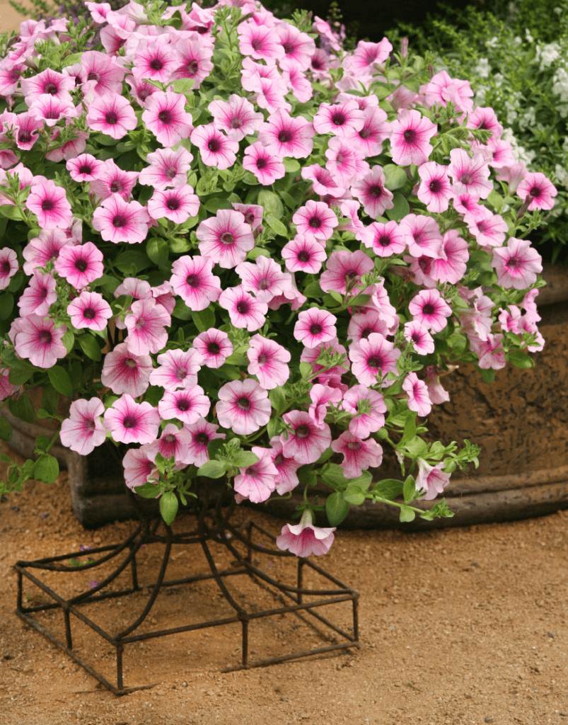 SURFINIA® Pink Vein | The No.1 Petunia brand, colors your city