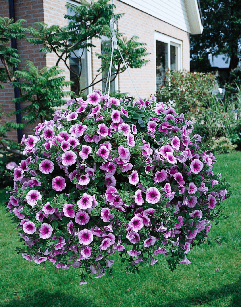 SURFINIA® Rose Vein | The No.1 Petunia brand, colors your city