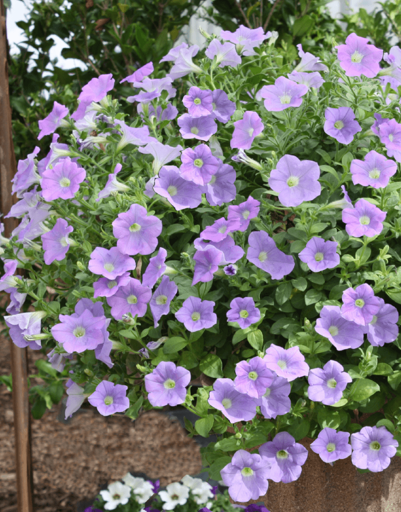 SURFINIA® Sky Blue | The No.1 Petunia brand, colors your city