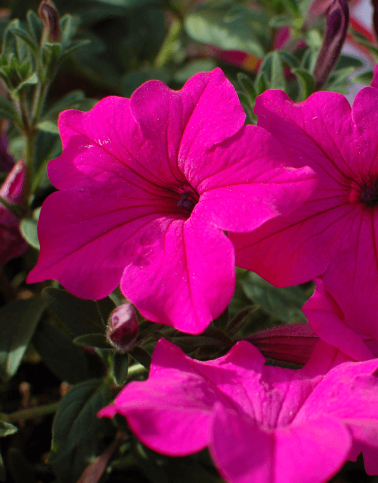 SURFINIA® Sumo Rose | The No.1 Petunia brand, colors your city