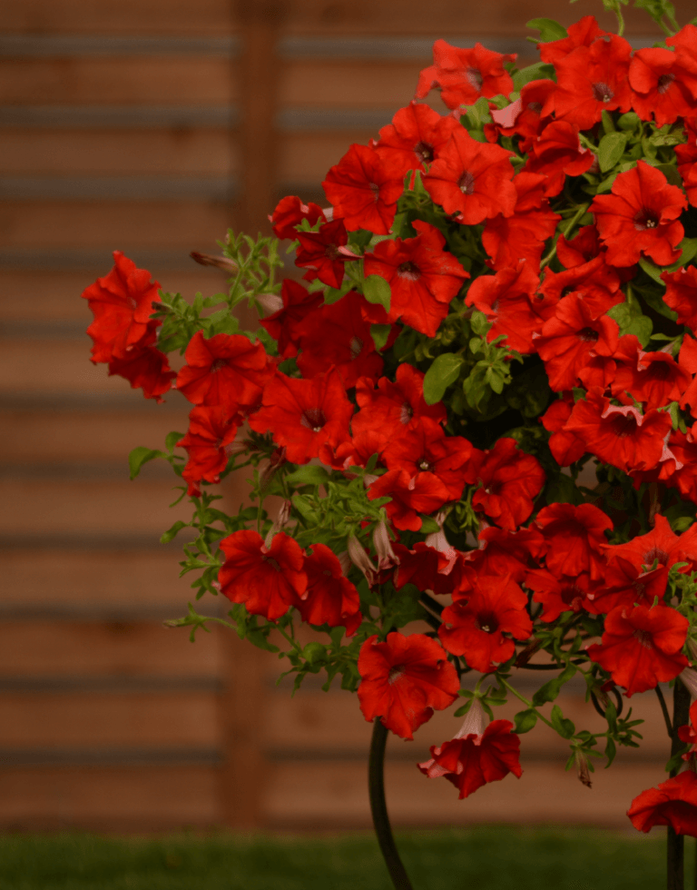 SURFINIA® Early Trailing Red | The No.1 Petunia brand, colors your city