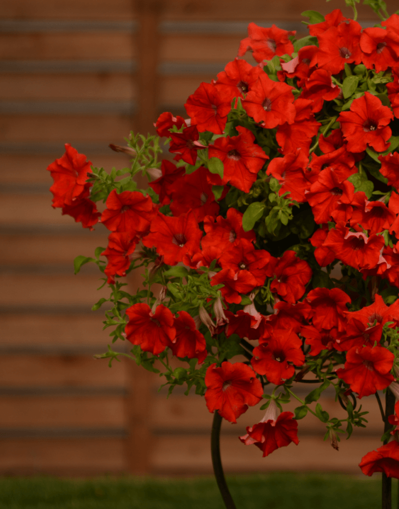 SURFINIA® Early Trailing Red | The No.1 Petunia brand, colors your city