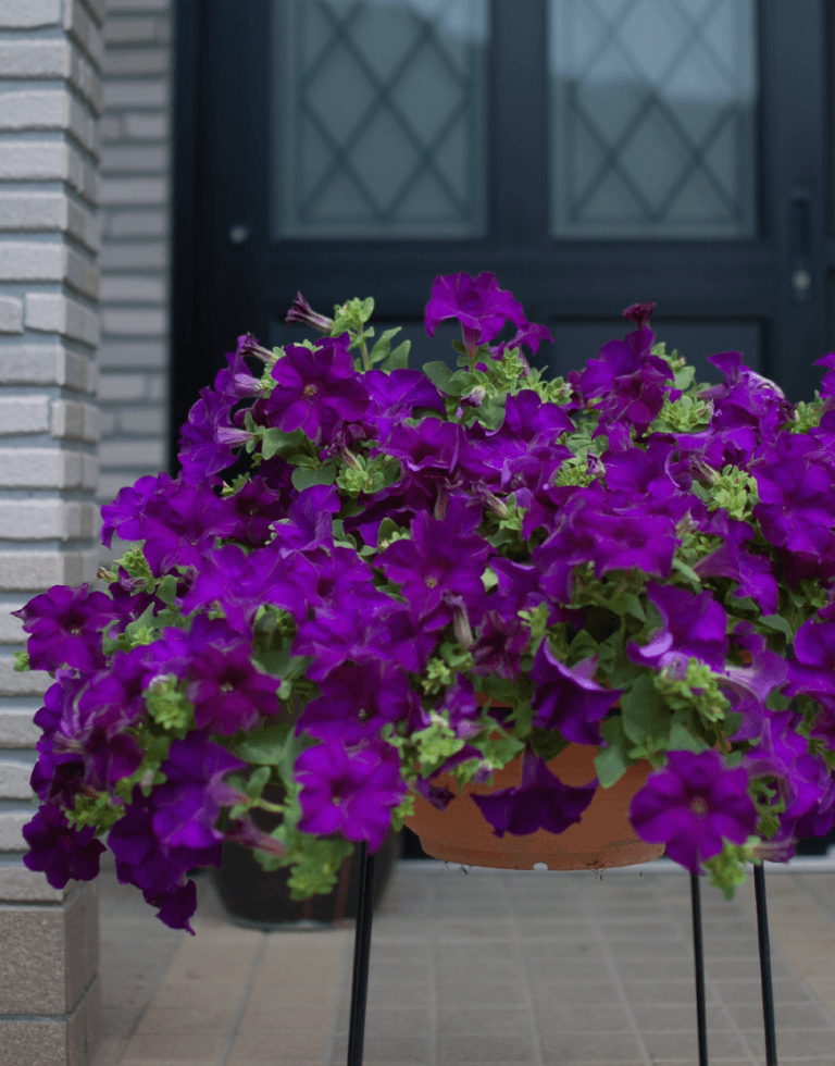 SURFINIA® Velvet Blue | The No.1 Petunia brand, colors your city