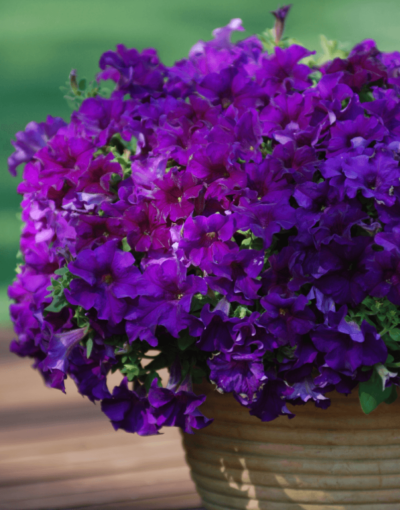 SURFINIA® Velvet Blue | The No.1 Petunia brand, colors your city