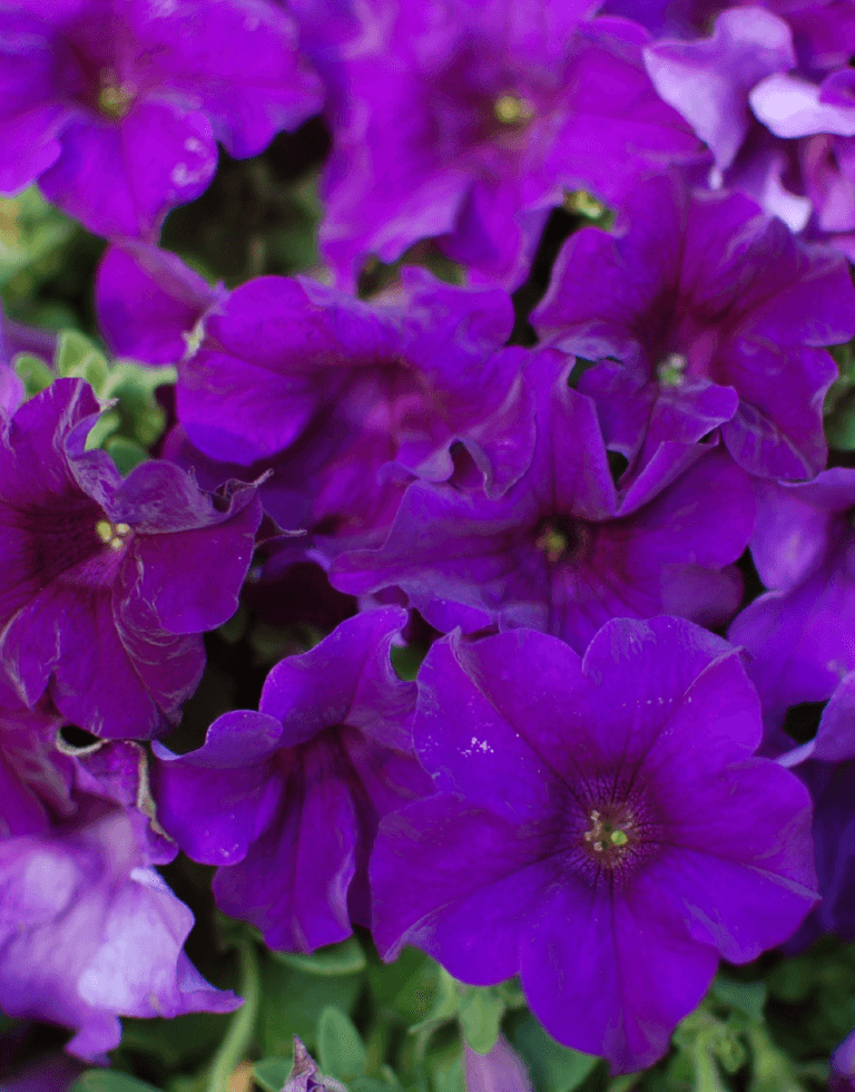 SURFINIA® Velvet Blue | The No.1 Petunia brand, colors your city