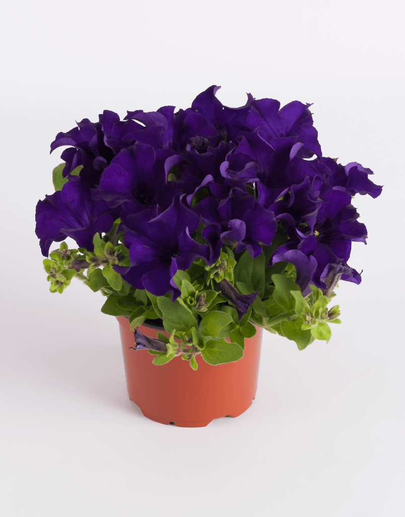 SURFINIA® Velvet Blue | The No.1 Petunia brand, colors your city