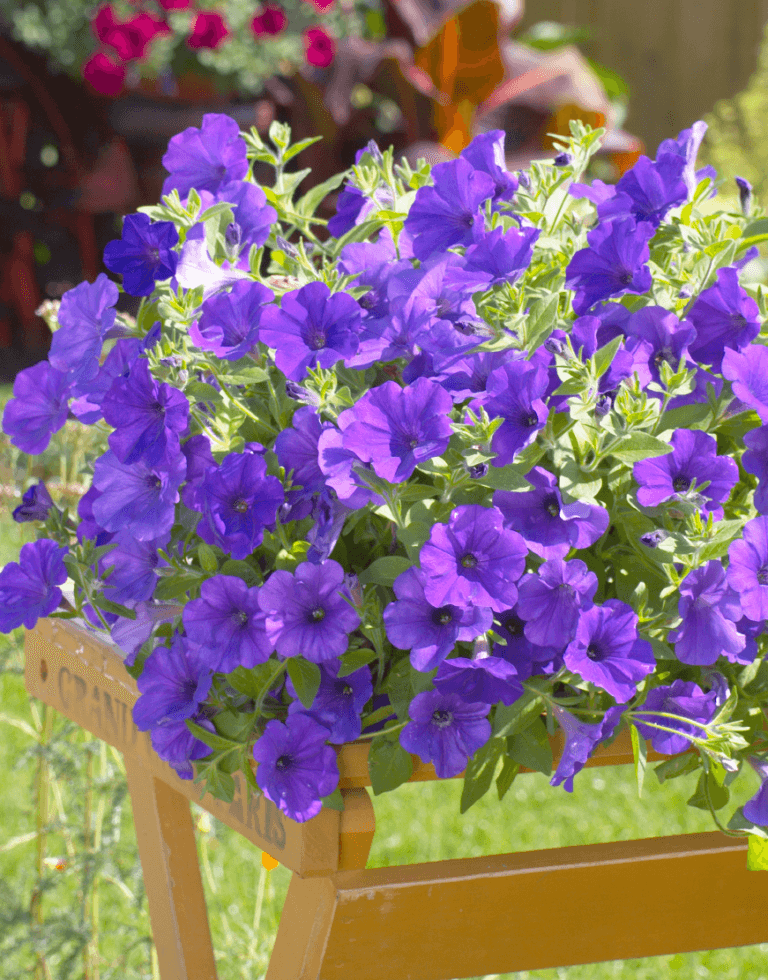SURFINIA® Violet | The No.1 Petunia brand, colors your city