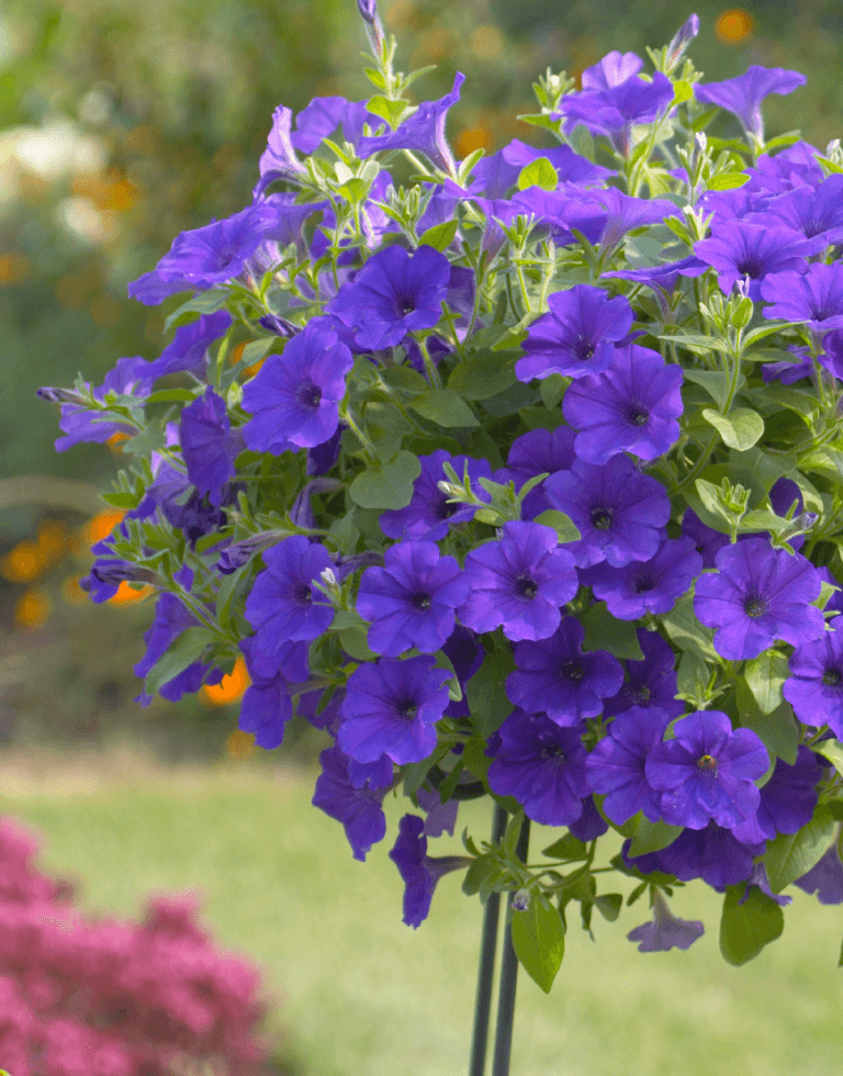 SURFINIA® Violet | The No.1 Petunia brand, colors your city
