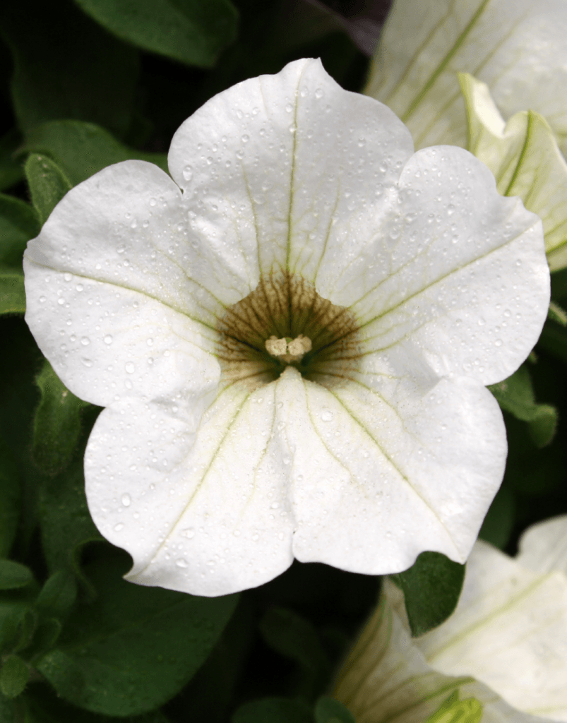SURFINIA® White | The No.1 Petunia brand, colors your city
