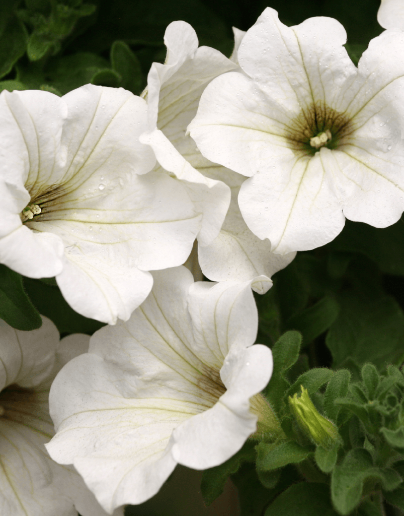 SURFINIA® White | The No.1 Petunia brand, colors your city