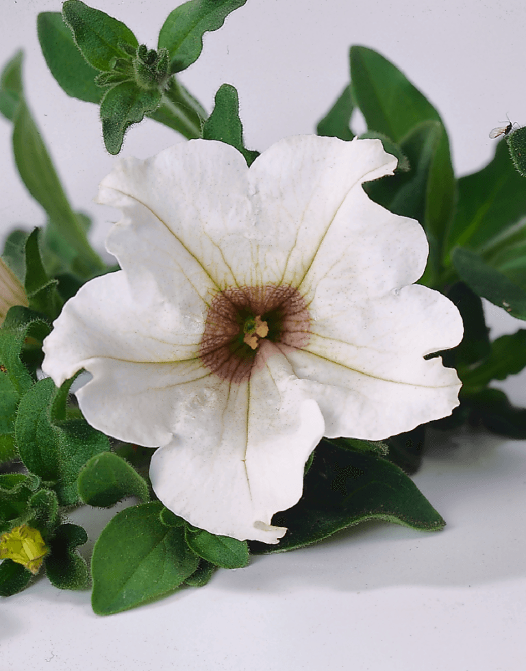 SURFINIA® White | The No.1 Petunia brand, colors your city