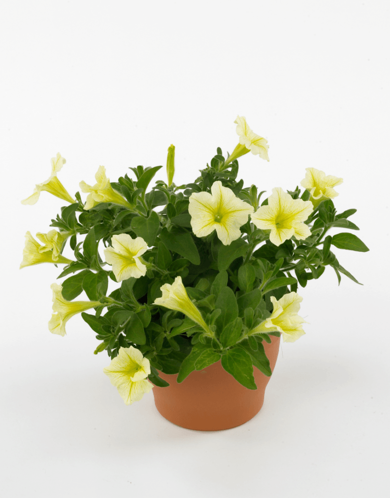 SURFINIA® Yellow | The No.1 Petunia brand, colors your city