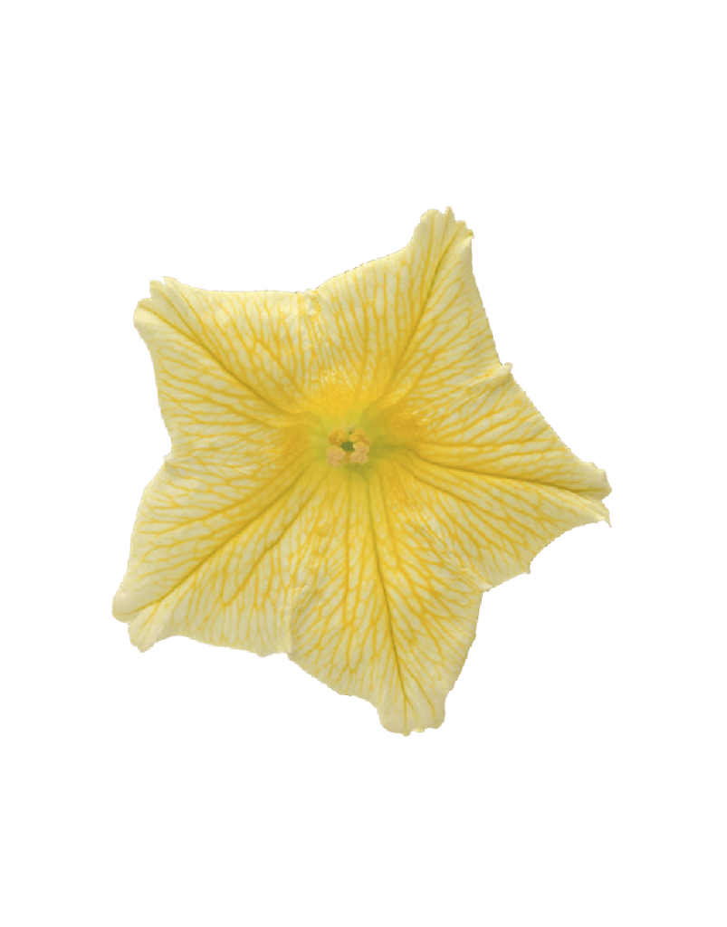 SURFINIA® Yellow | The No.1 Petunia brand, colors your city