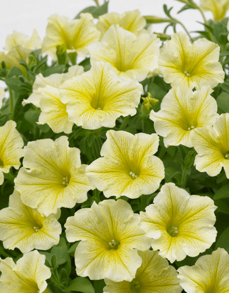 SURFINIA® Yellow | The No.1 Petunia brand, colors your city