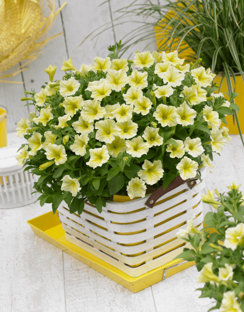 SURFINIA® Yellow | The No.1 Petunia brand, colors your city