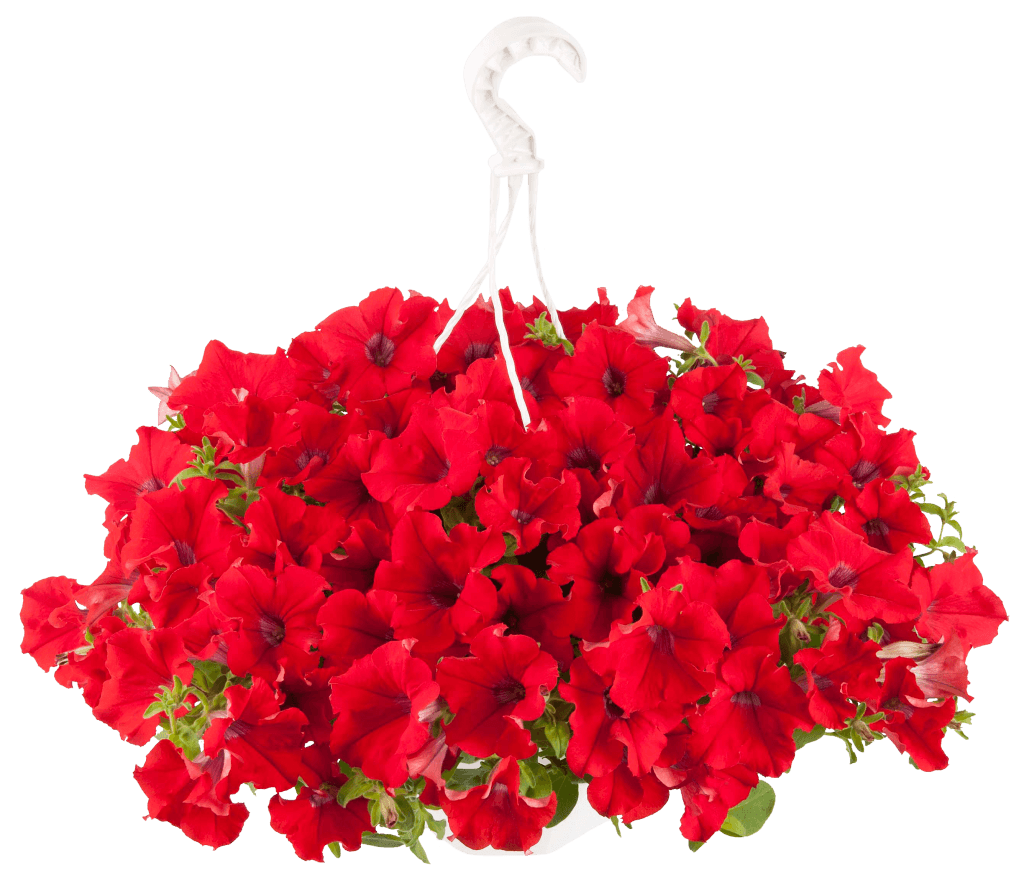 Surfinia® – Simply the best Petunia