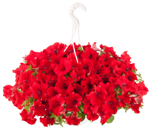 Surfinia® – Simply the best Petunia