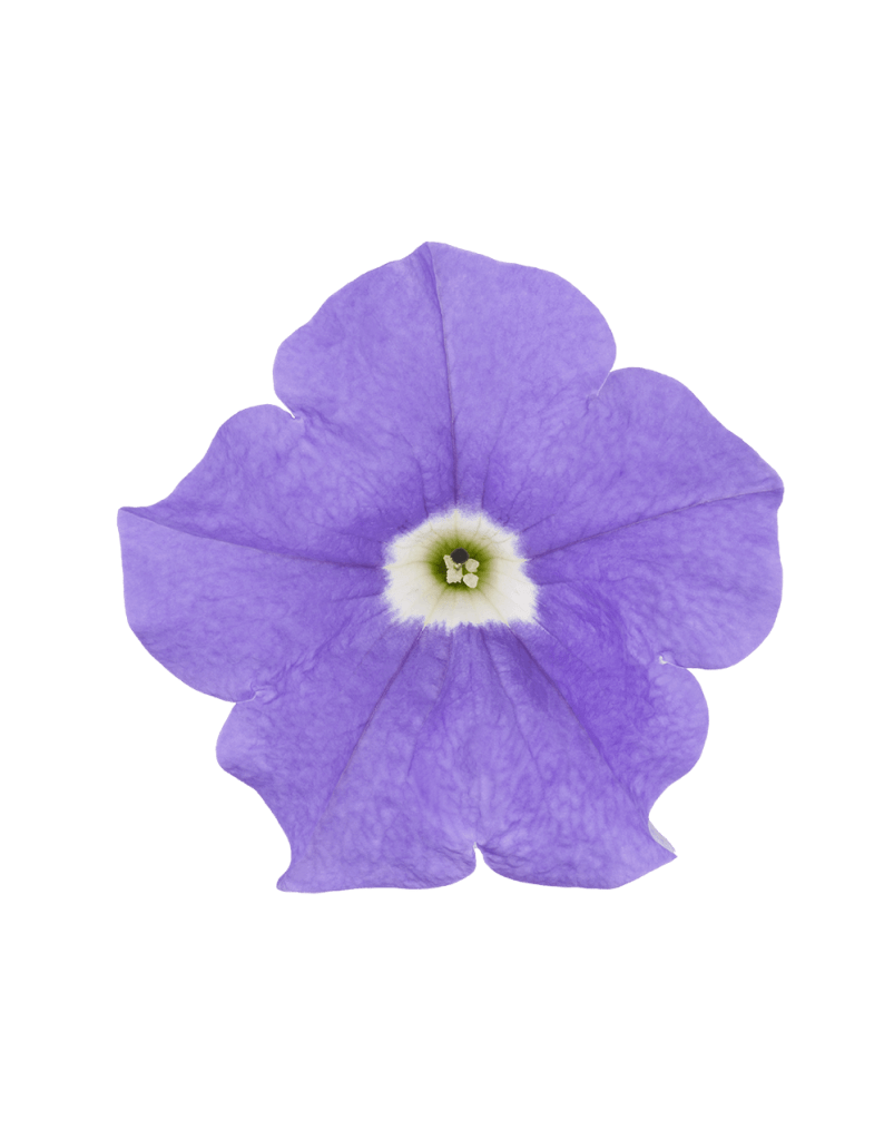 Surfinia® – Simply the best Petunia