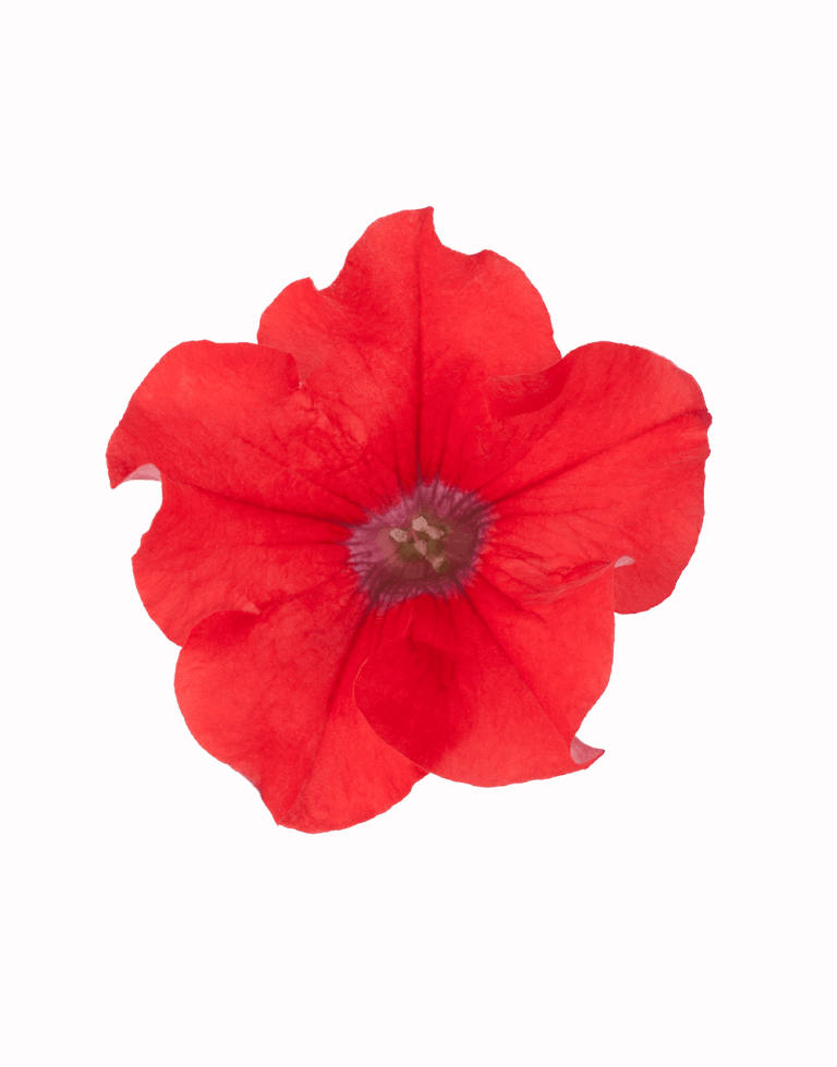 SURFINIA® Deep Red | The No.1 Petunia brand, colors your city