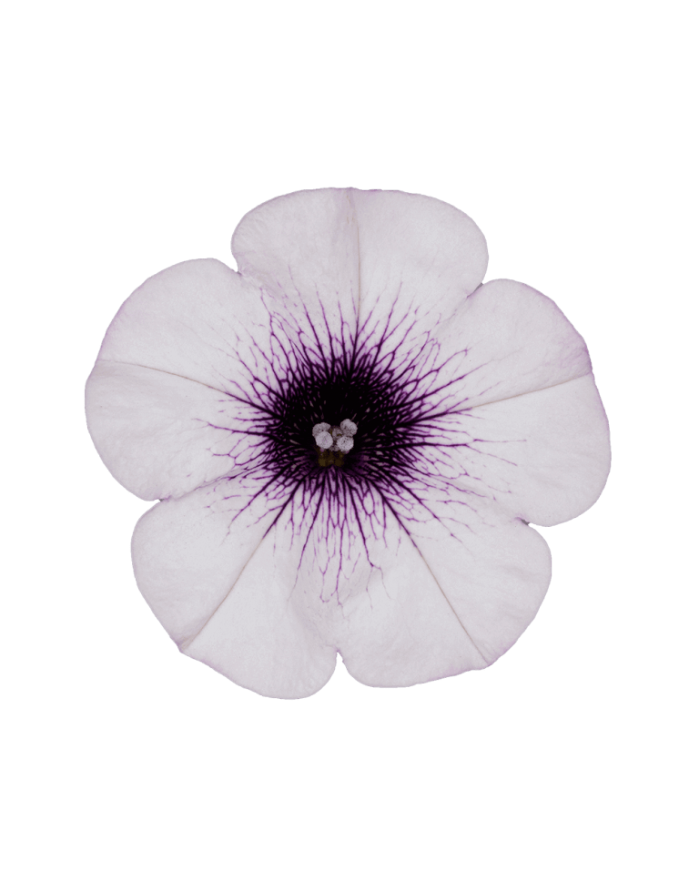 Surfinia® – Simply the best Petunia