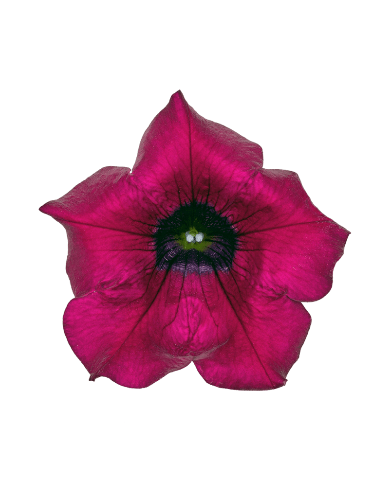 SURFINIA® Deep Red | The No.1 Petunia brand, colors your city