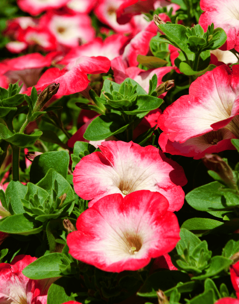 SURFINIA® Coral Morn | The No.1 Petunia brand, colors your city