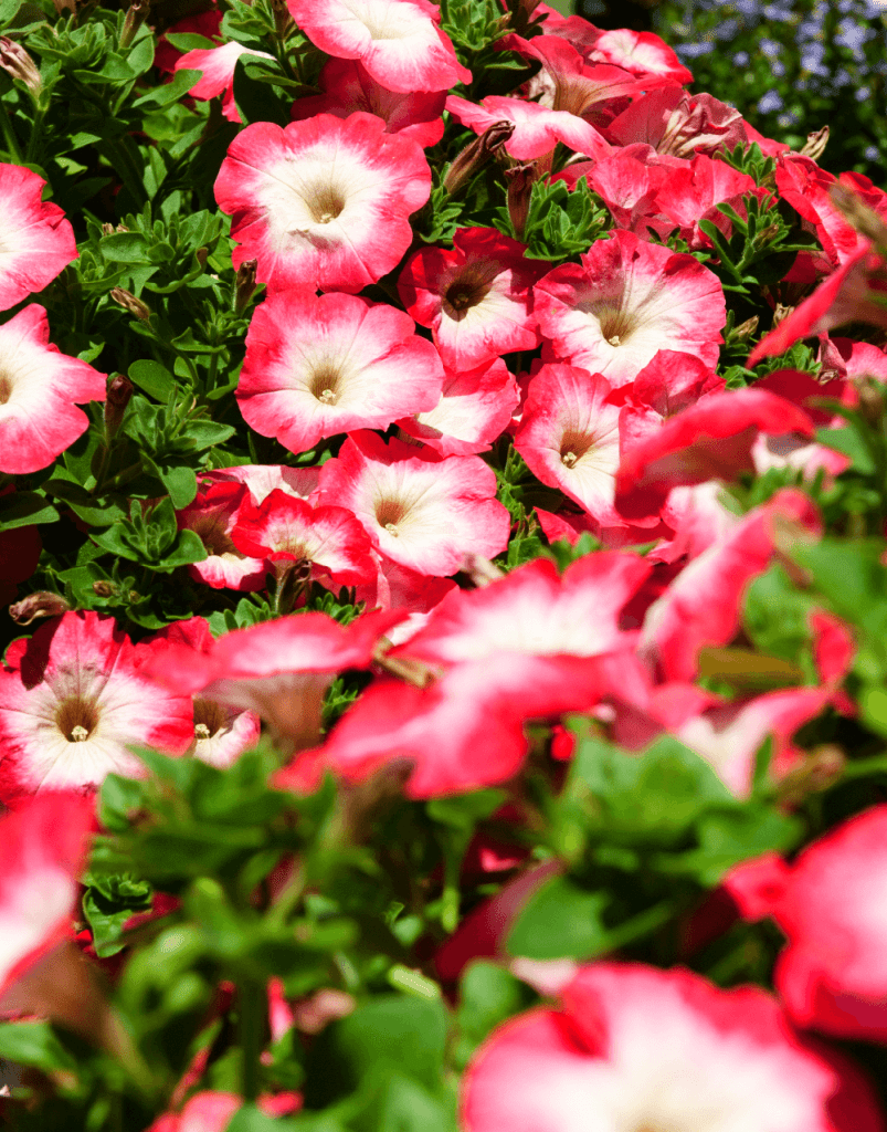 SURFINIA® Coral Morn | The No.1 Petunia brand, colors your city