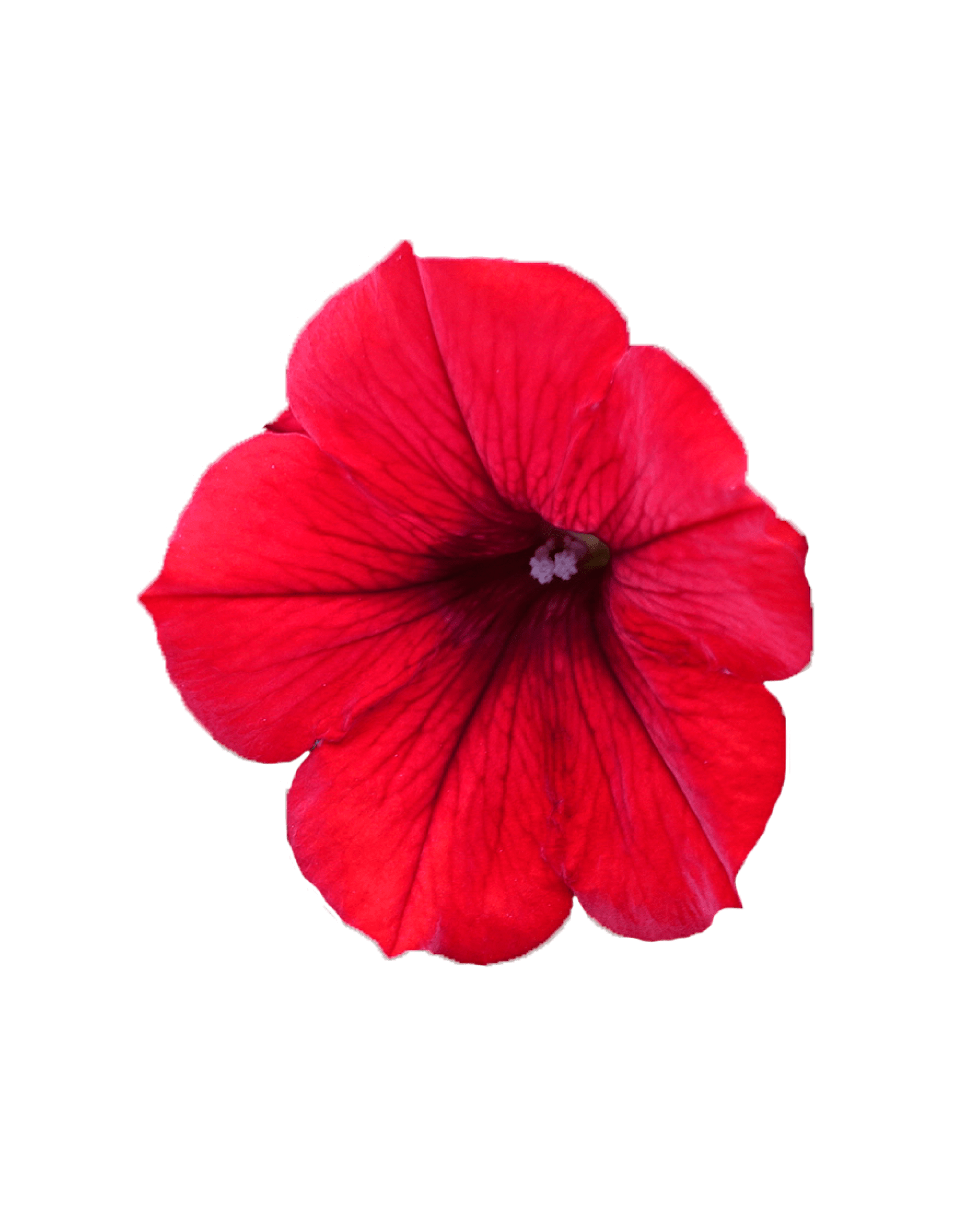 SURFINIA® Deep Red | The No.1 Petunia brand, colors your city