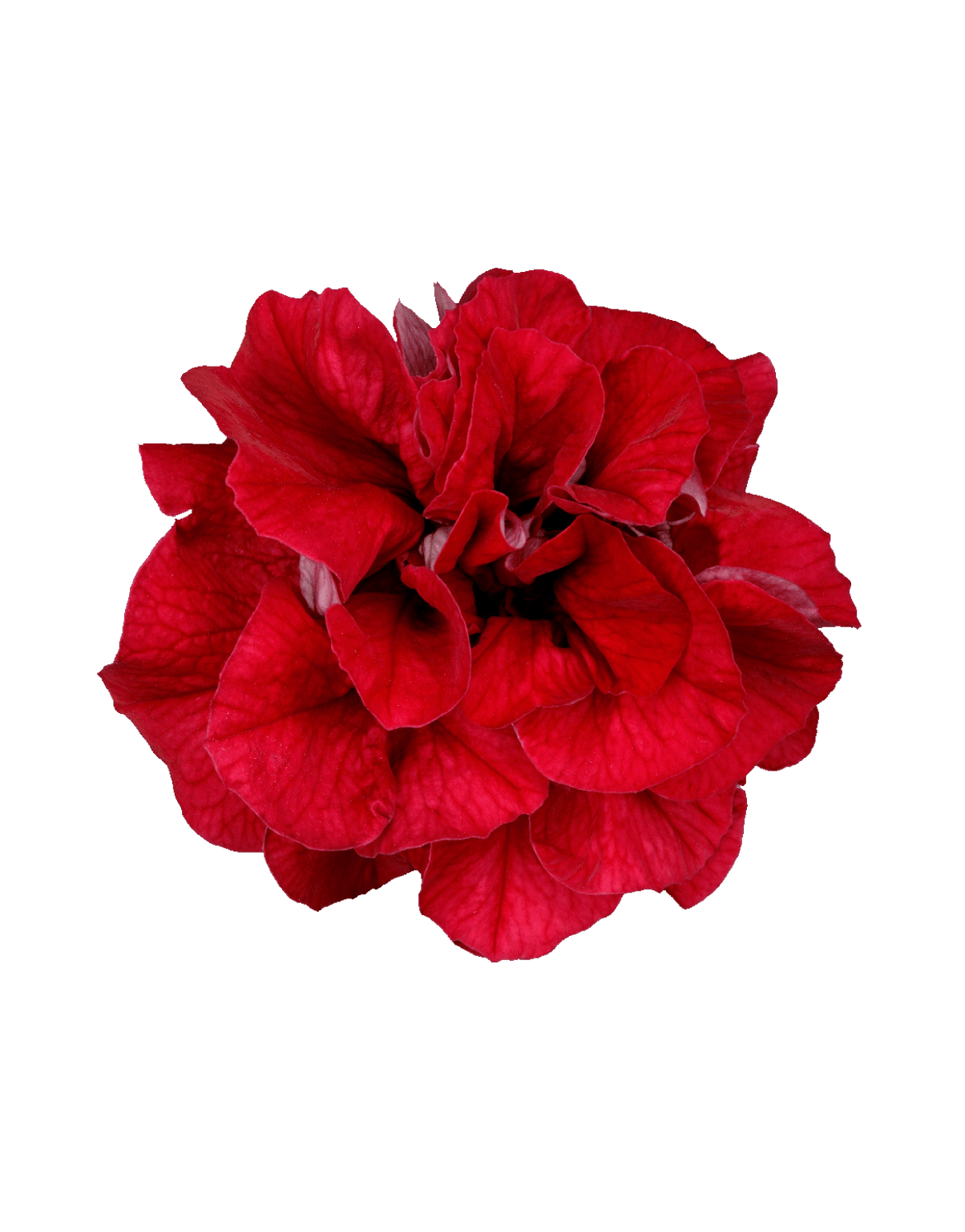 SURFINIA® Deep Red | The No.1 Petunia brand, colors your city