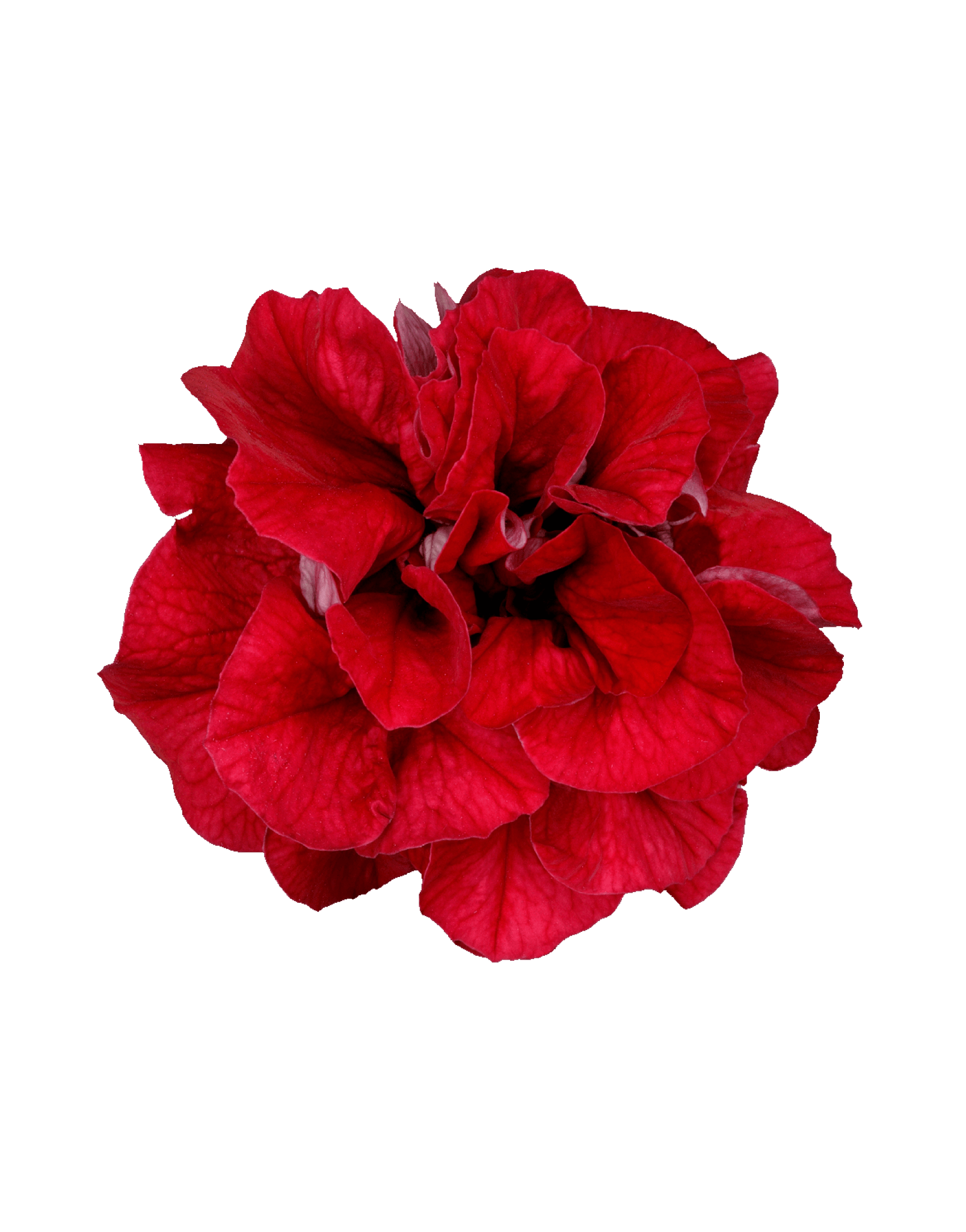 SURFINIA® Trailing Big Red | No.1 Original Trailing Petunia