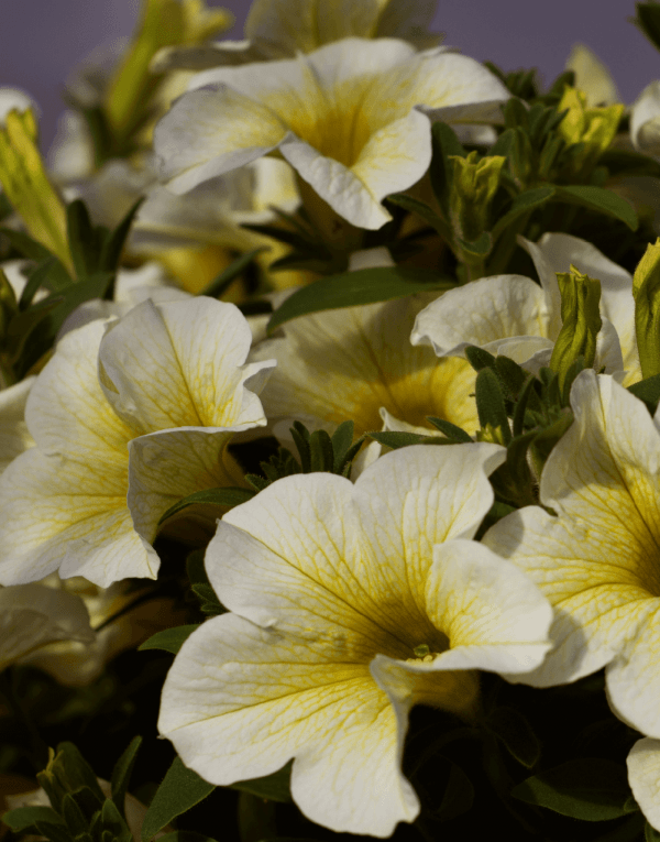Surfinia® Trailing Light Yellow | No.1 Original Trailing Petunia