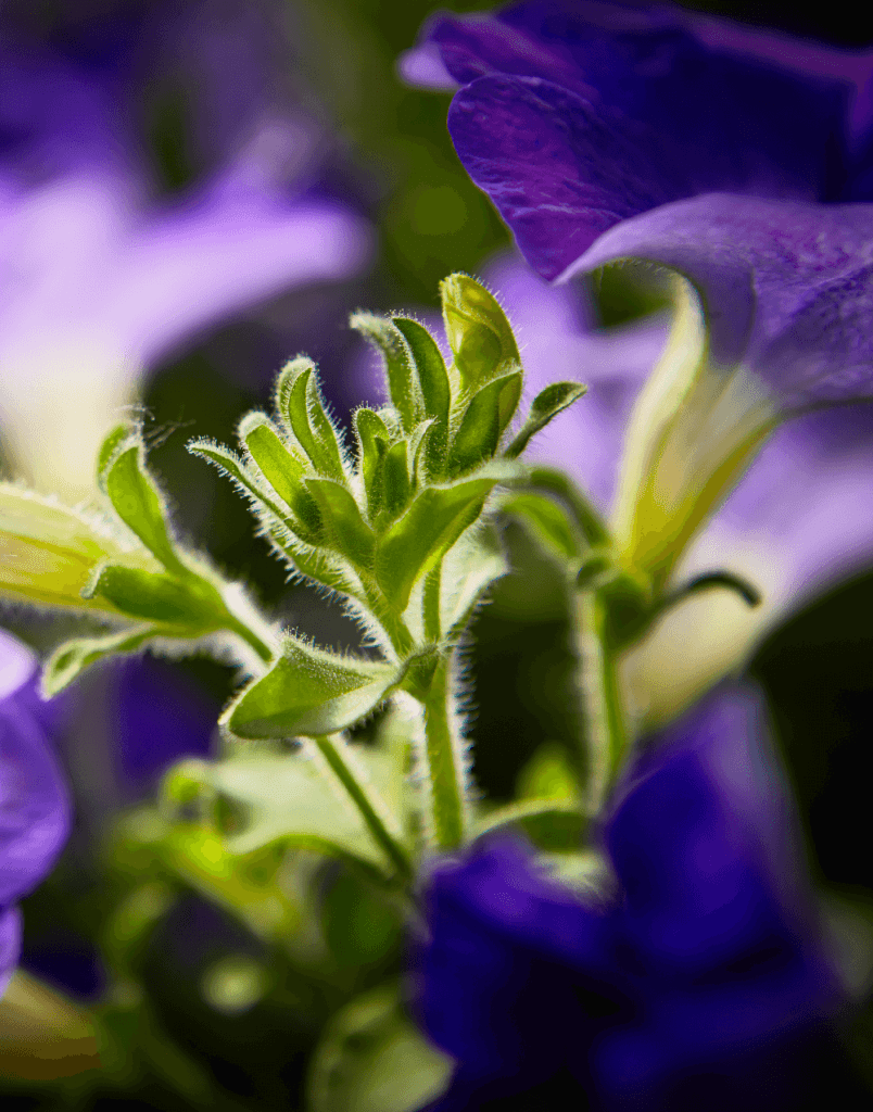 SURFINIA® Blue Ocean | The No.1 Petunia brand, colors your city