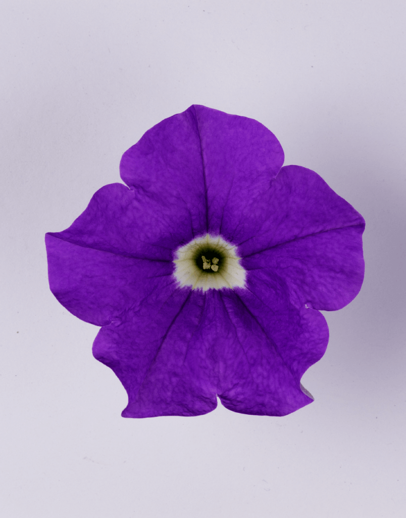 SURFINIA® Blue Ocean | The No.1 Petunia brand, colors your city