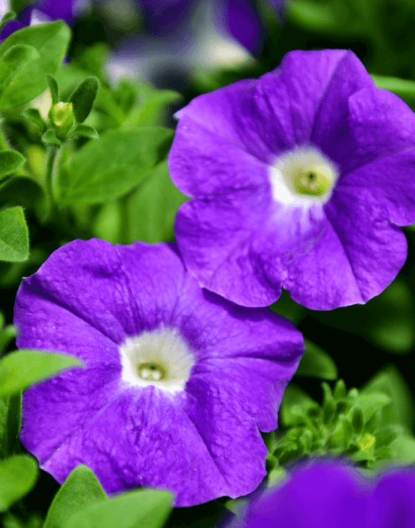 SURFINIA® Blue Ocean | The No.1 Petunia brand, colors your city