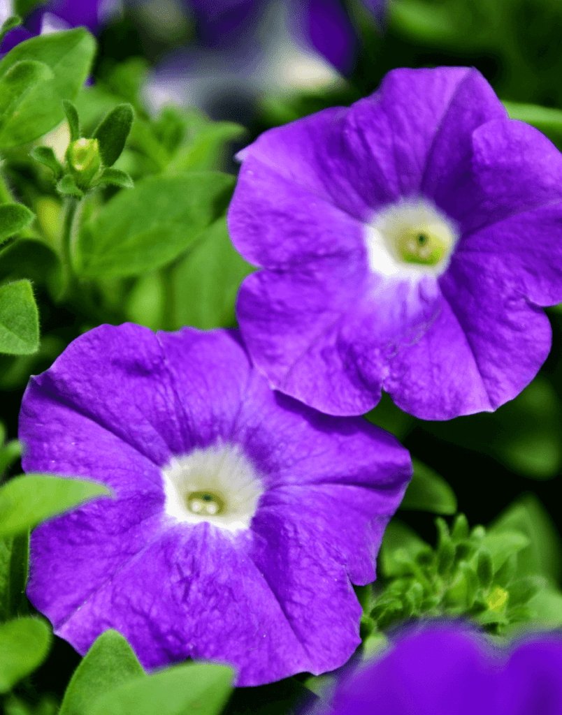 SURFINIA® Blue Ocean | The No.1 Petunia brand, colors your city